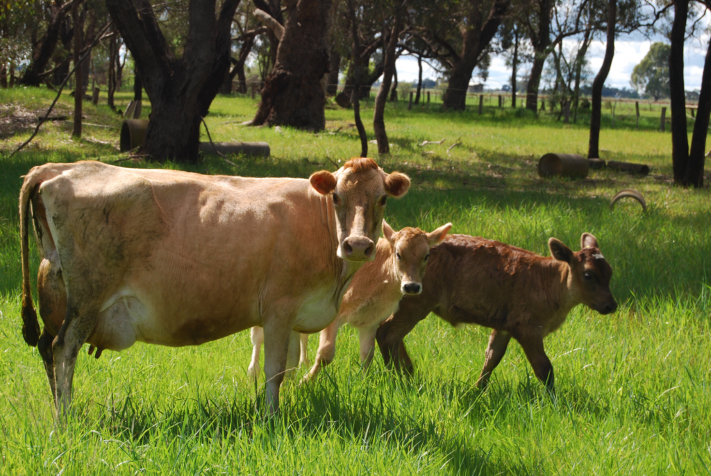 Chain of Compassion – Mother Cow Dairy