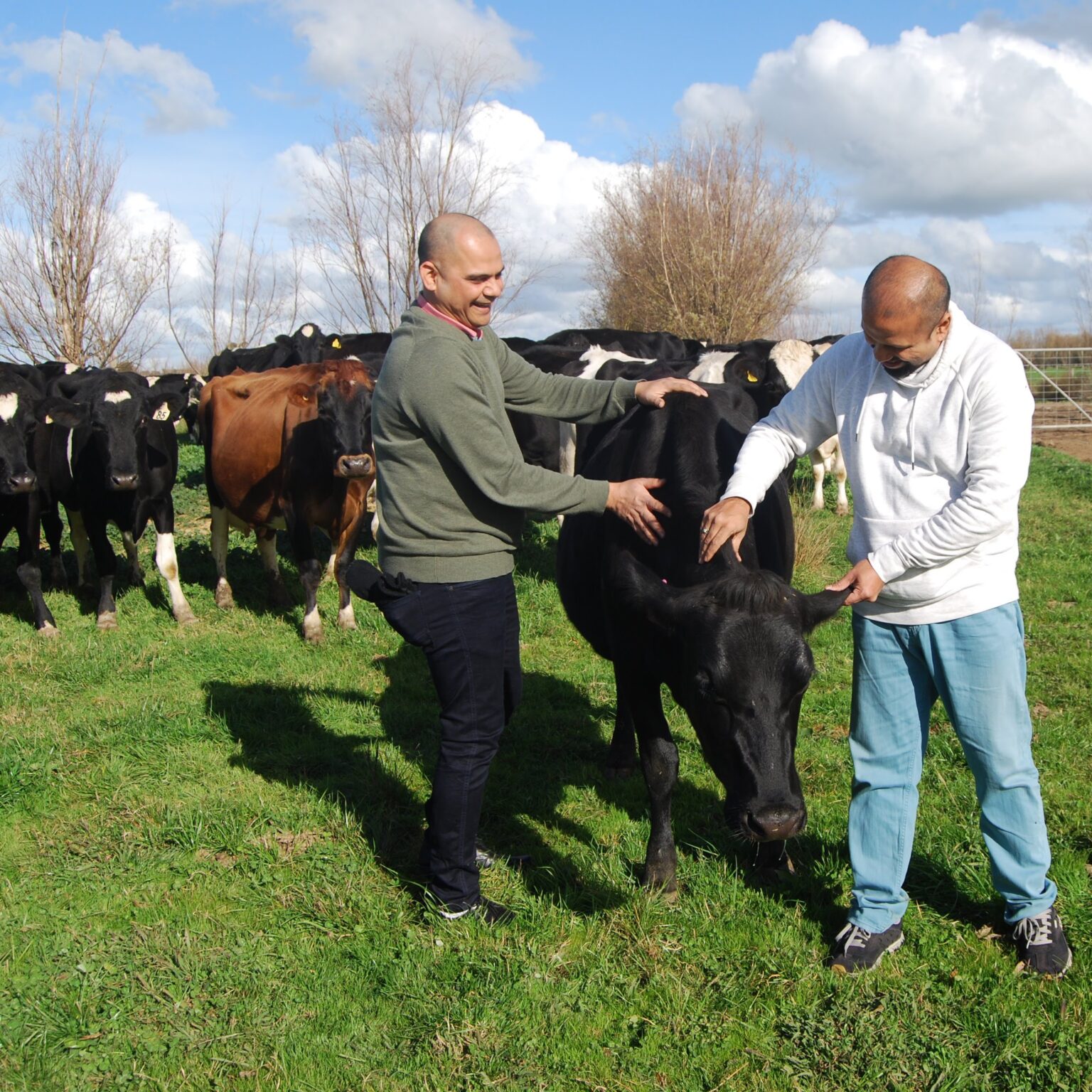 Chain of Compassion – Mother Cow Dairy